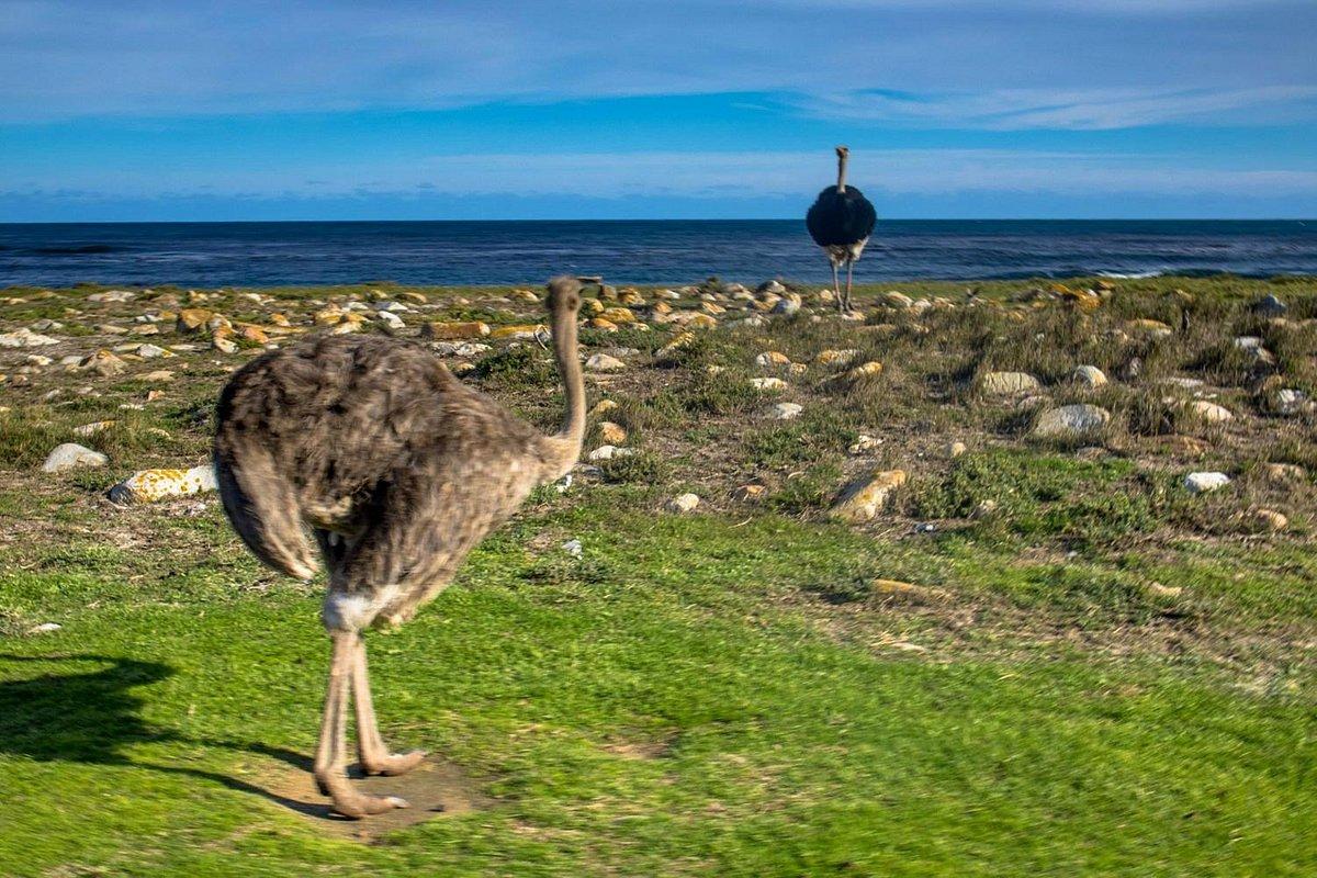 Cape Point Nature Reserve Visit | Artu Expeditions