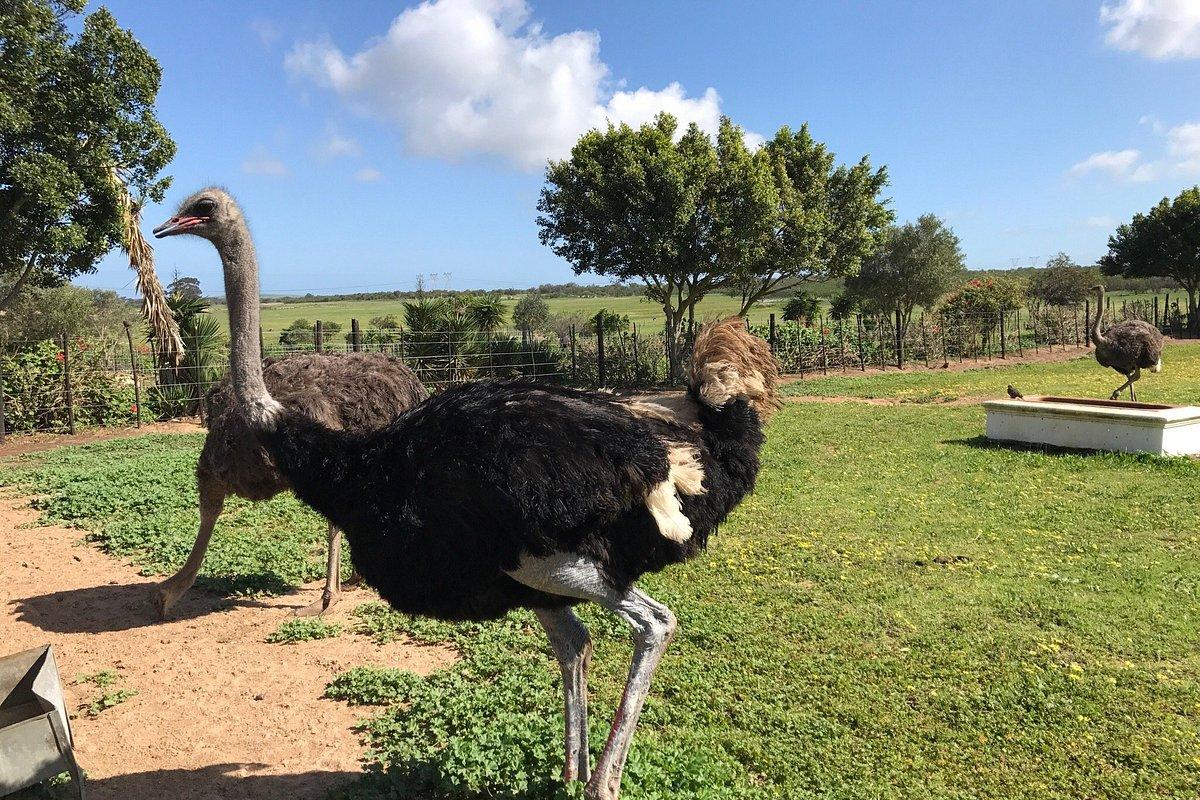 Cape Town Ostrich Ranch | Artu Expeditions