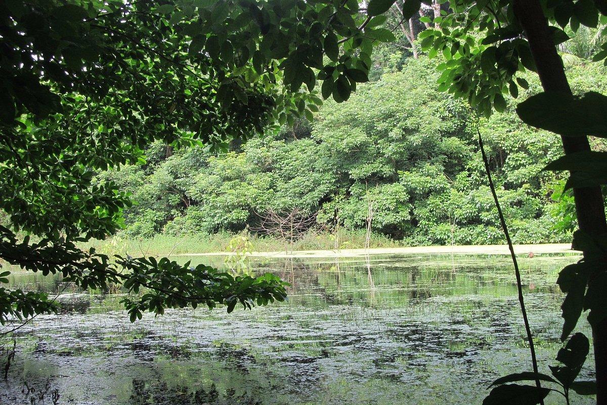 Pemba Ngezi Rain Forest Tour | Artu Expeditions