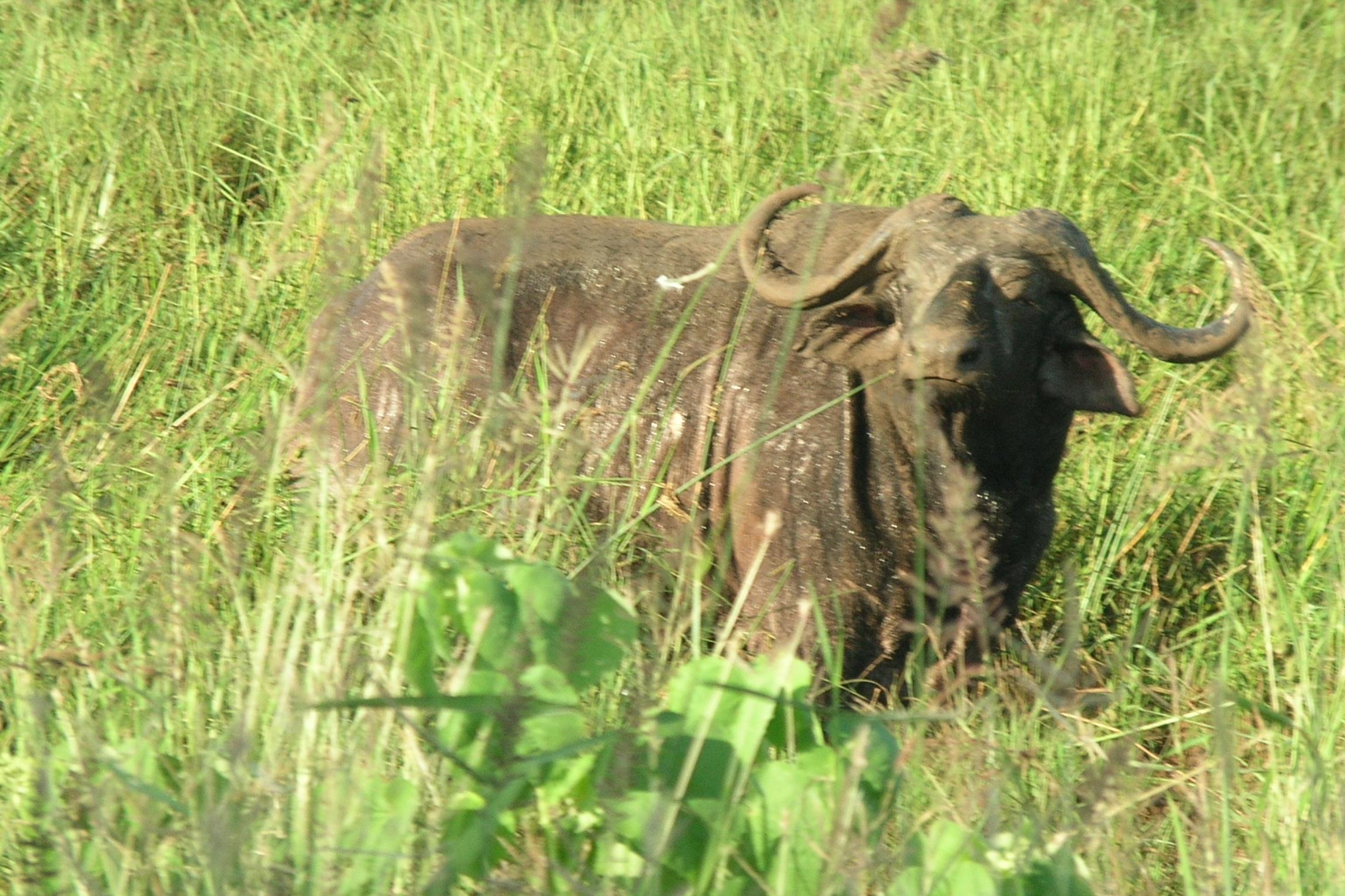 Meru National Park | Artu Expeditions