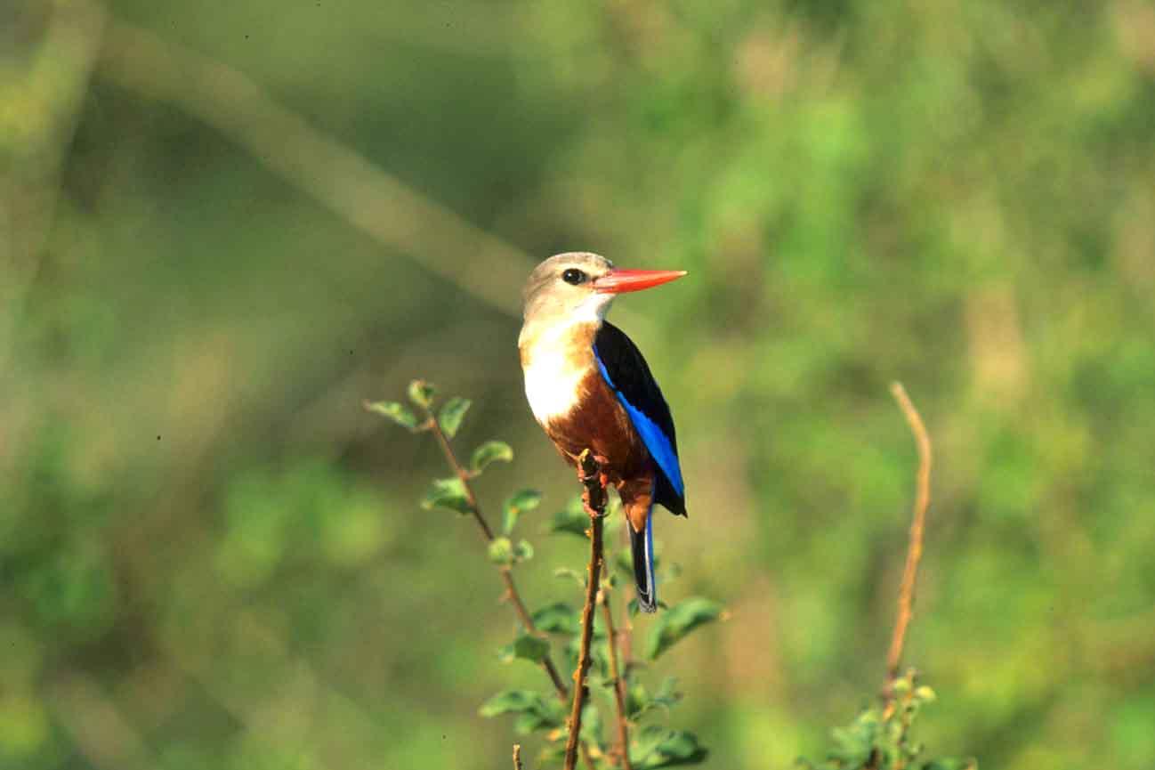 Meru National Park | Artu Expeditions